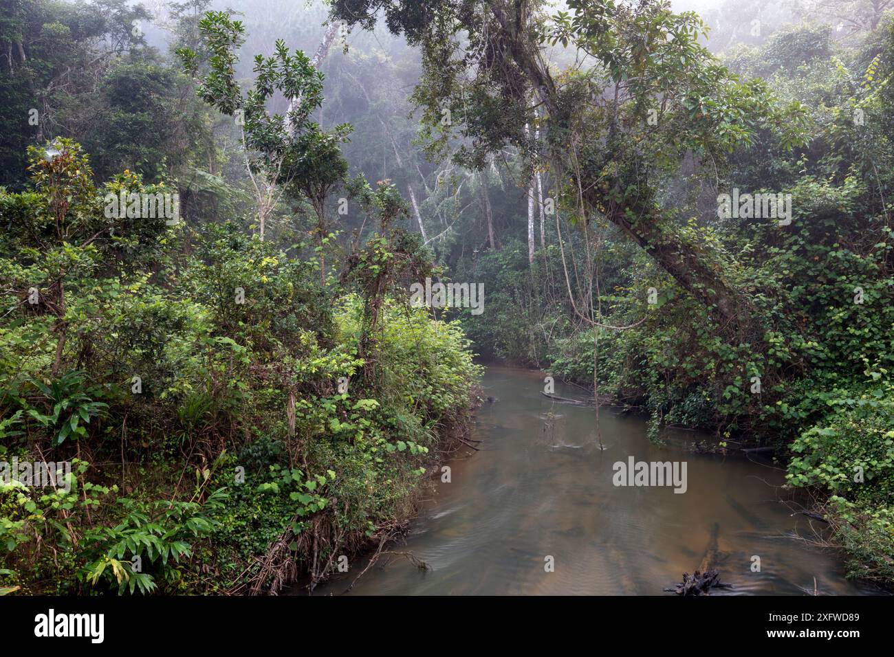 River in primary rainforest on a misty morning, Andasibe-Mantadia ...