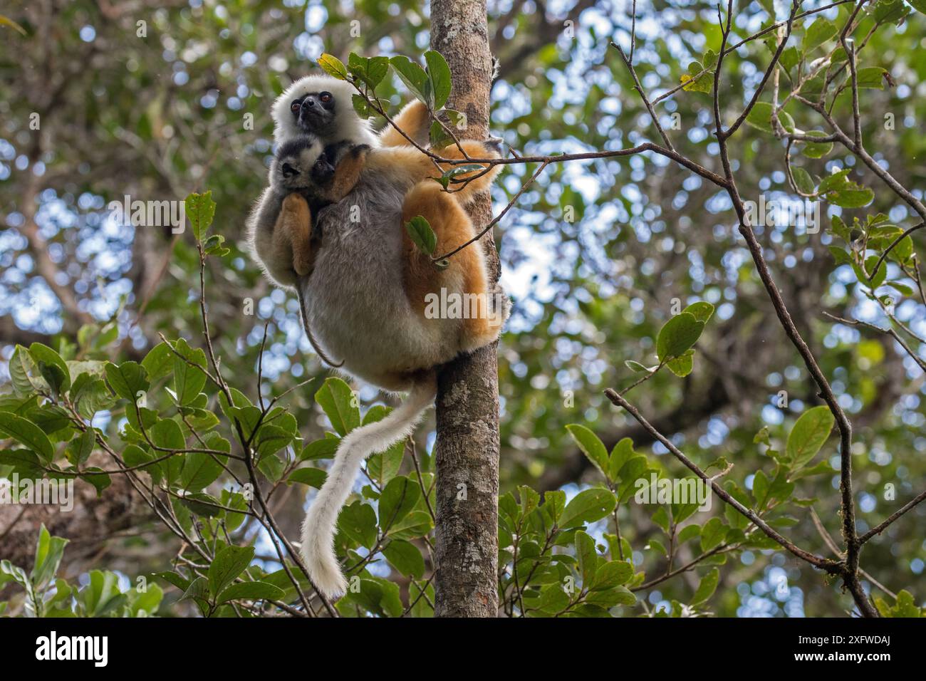 Diademed sifaka (Propithecus diadema diadema) female with young ...