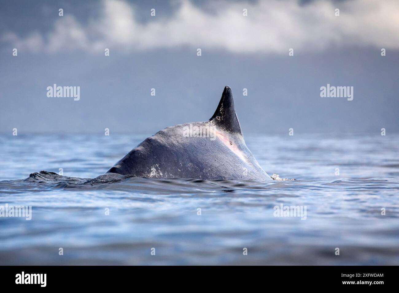Humpback whale (Megaptera novaeangliae) with scarred back probably ...