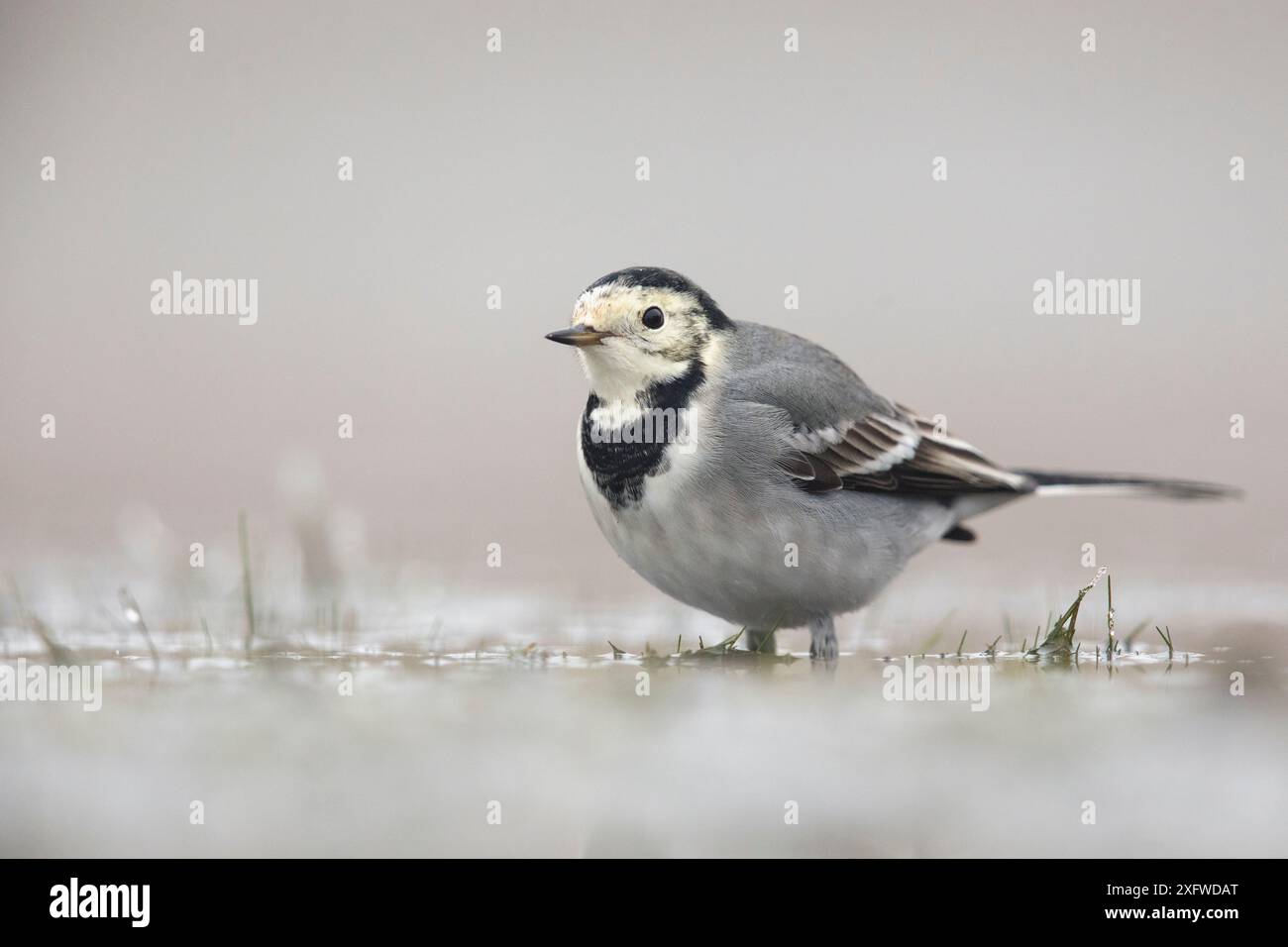 Valkenhorst hi-res stock photography and images - Alamy