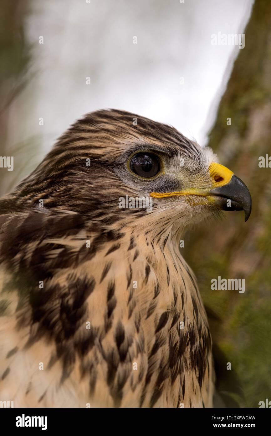 Common buzzard (Buteo buteo) juvenile close up The Netherlands. June ...