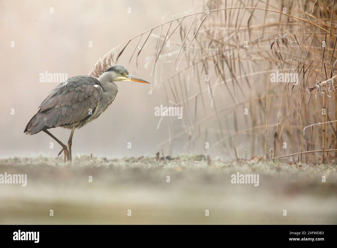 Grey Heron (Ardea cinerea) at the edge of a reed bed with hoar frost ...