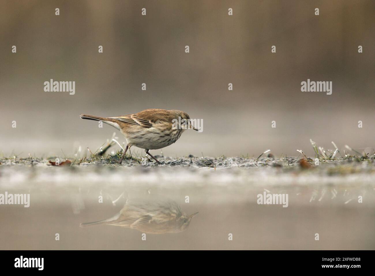 Water pipit (Anthus spinoletta) foraging for food, Valkenhorst Nature ...