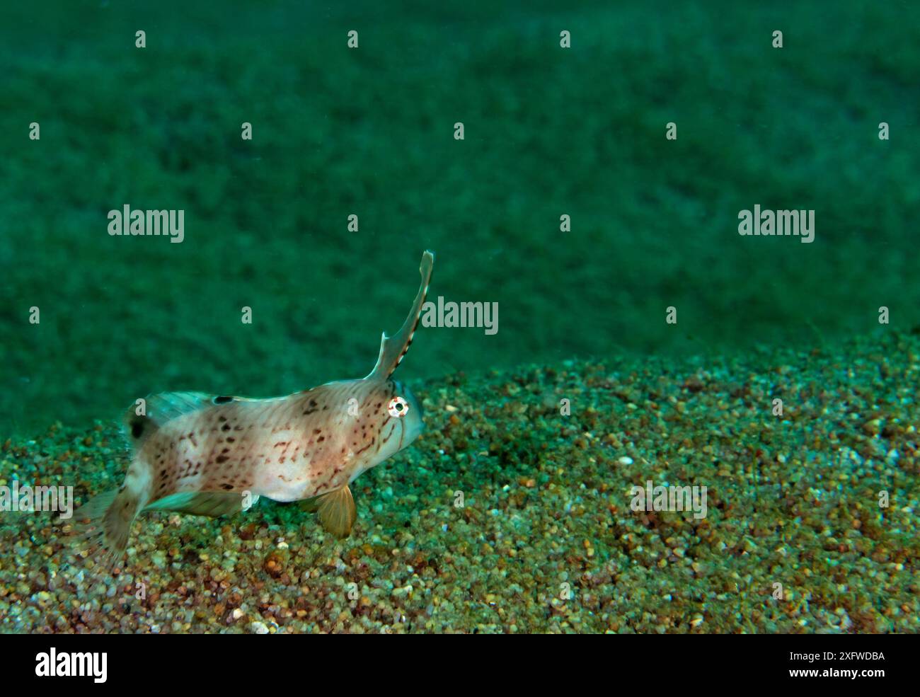 Peacock razorfish (Iniistius pavo), San Agustin Bay, Huatulco Bays ...