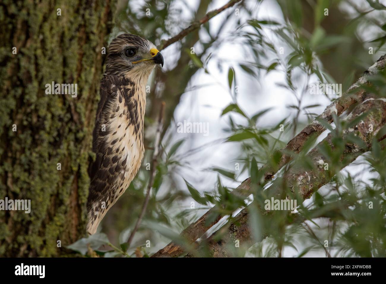 Common buzzard (Buteo buteo) juvenile sitting on a nest. Valkenhorst ...