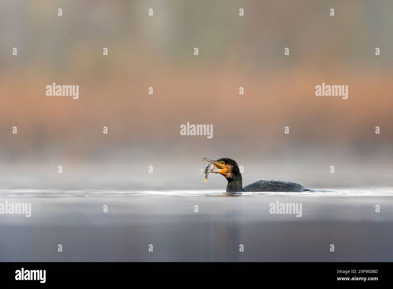 Cormorant (Phalacrocorax carbo) catching fish in a pond, Valkenhorst ...