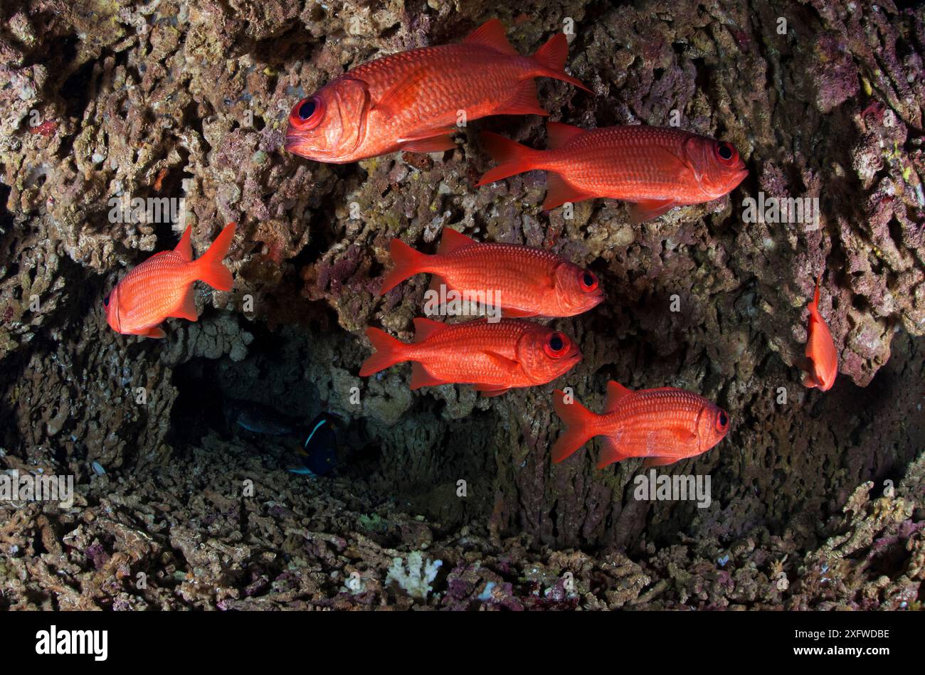Panamic soldierfish (Myripristis leiognathus), Cacaluta Bay, Huatulco ...