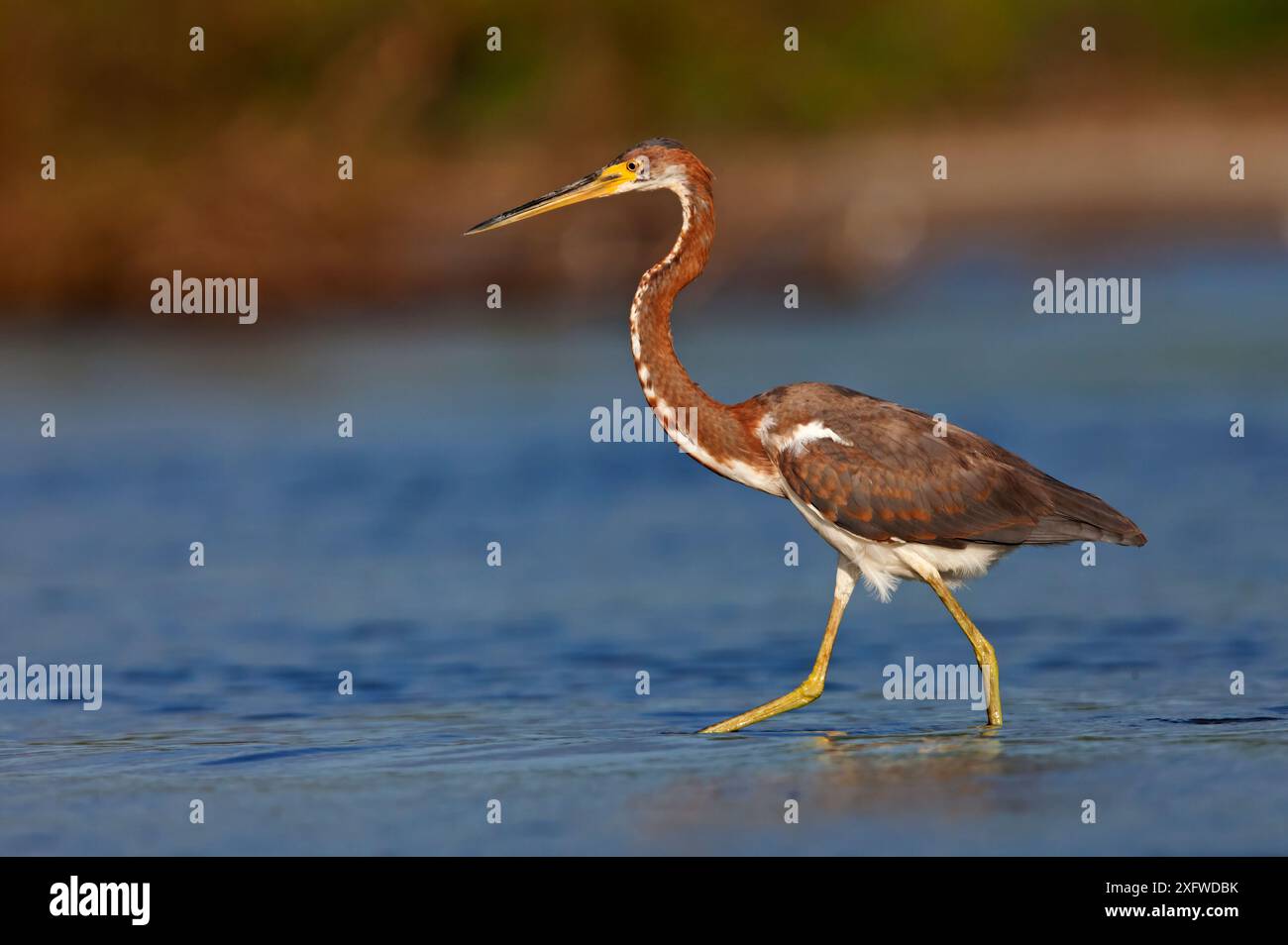 Tricolored heron (Egretta tricolor), Copalita River mouth, Huatulco ...