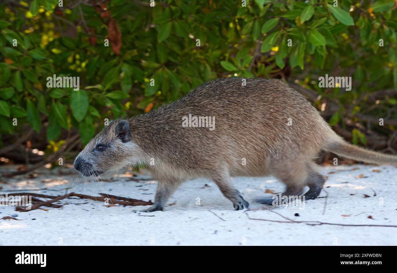 Gardens of the queen hutia hi-res stock photography and images - Alamy