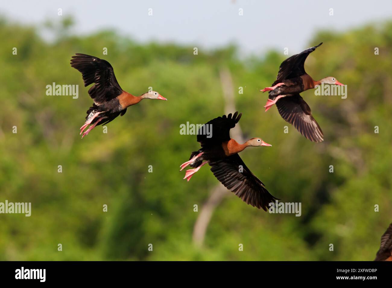 Black-bellied Whistling-duck (Dendrocygna autumnalis) group of three in ...