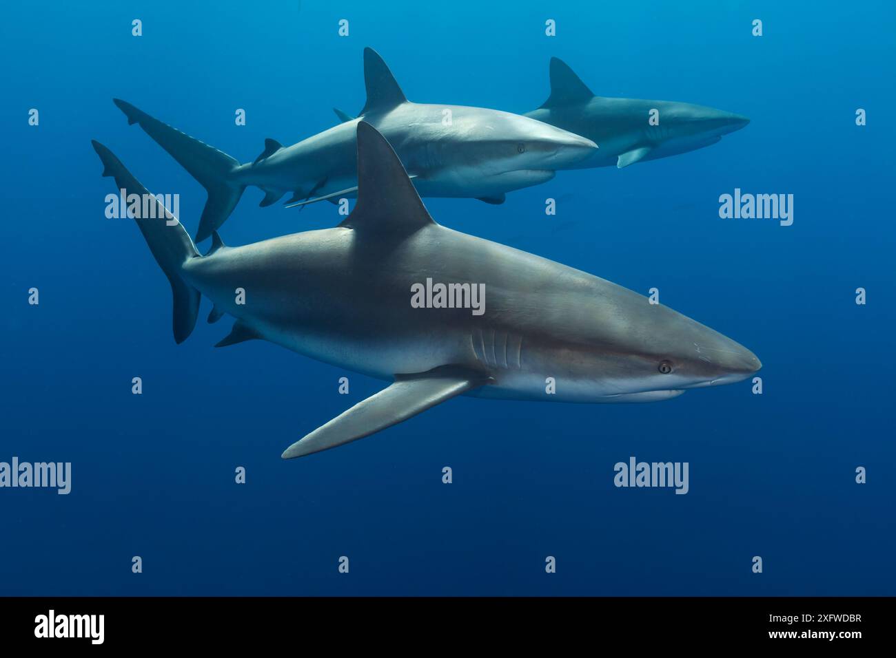 Caribbean reef shark (Carcharhinus perezi), Jardines de la Reina ...