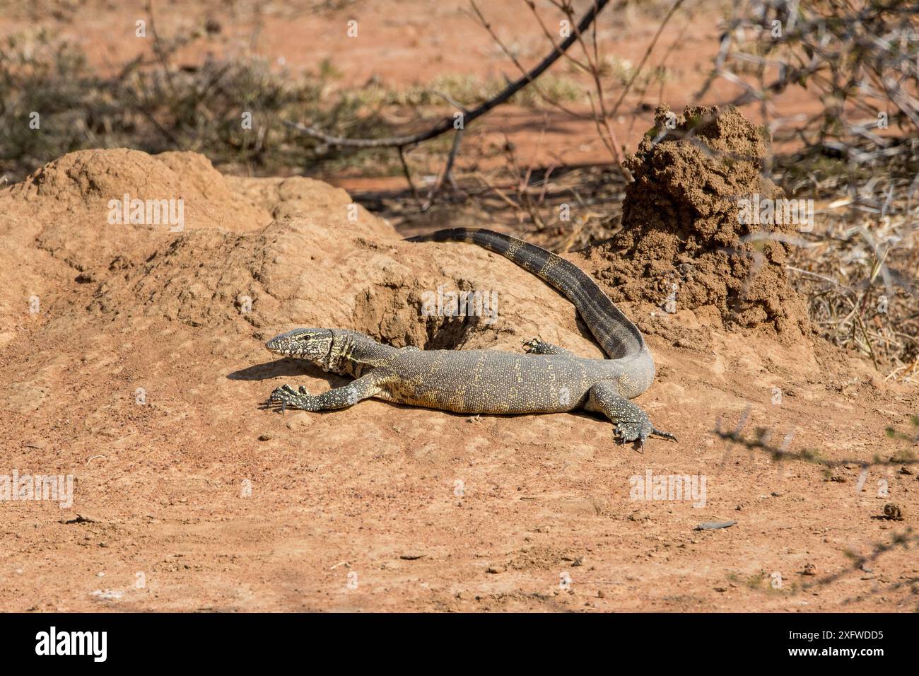 Rock Monitor Lizard Stock Photo - Alamy