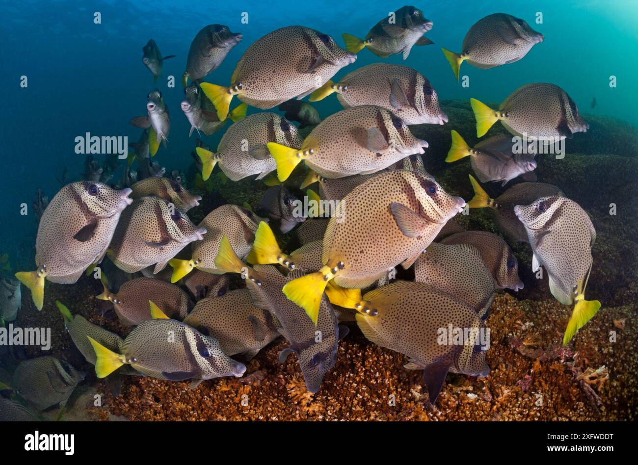 Yellowtail surgeonfish (Prionurus punctatus) over reef, San Agustin Bay ...
