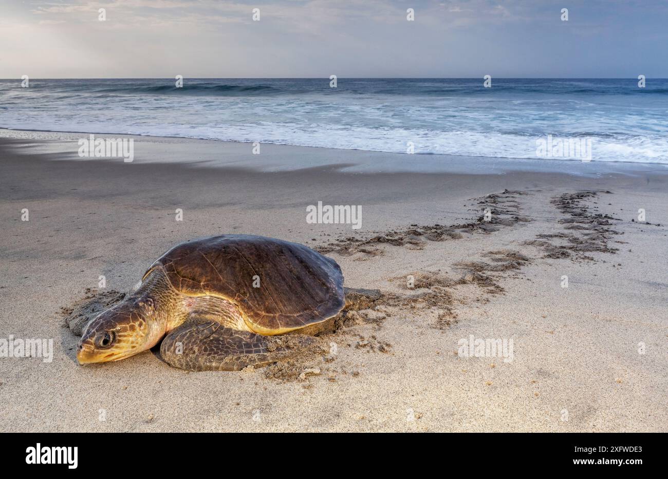 Olive ridley sea turtle (Lepidochelys olivacea) arriving to nest ...