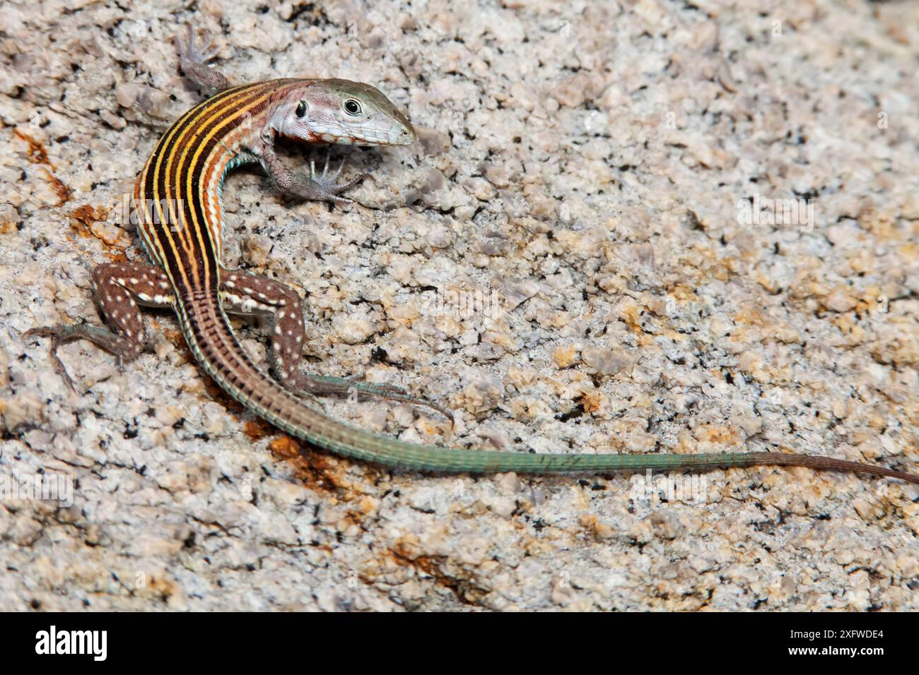 Blackbelly racerunner lizard (Aspidoscelis deppei), Playa Morro Ayuta ...
