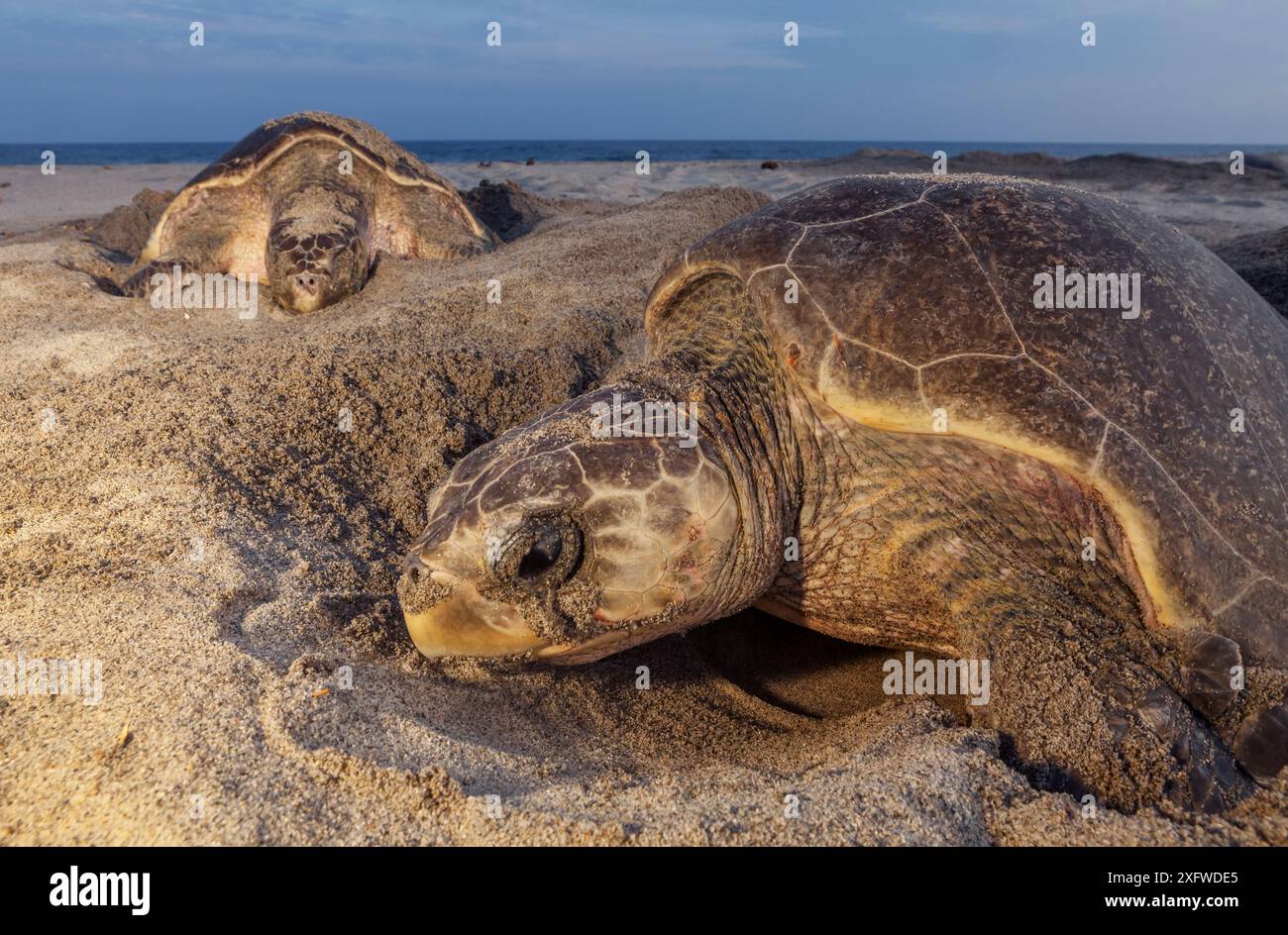 Olive ridley sea turtle (Lepidochelys olivacea) nesting, Arribada (mass ...