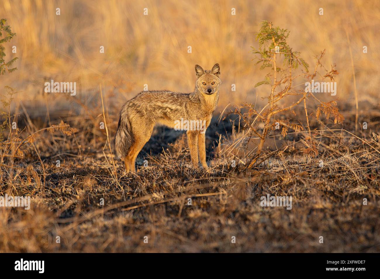 Side Striped Jackal Stock Photo Alamy