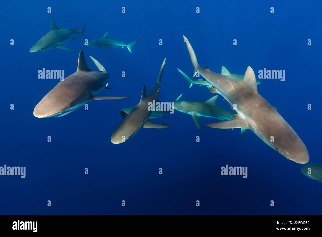 Caribbean reef shark (Carcharhinus perezi) group, Jardines de la Reina ...