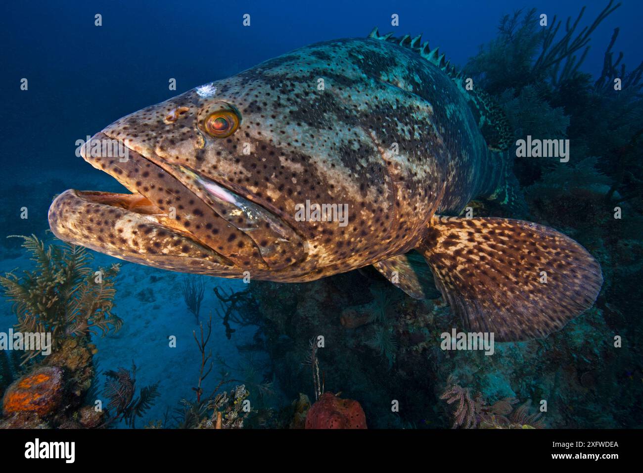 Atlantic goliath grouper (Epinephelus itajara),Jardines de la Reina ...
