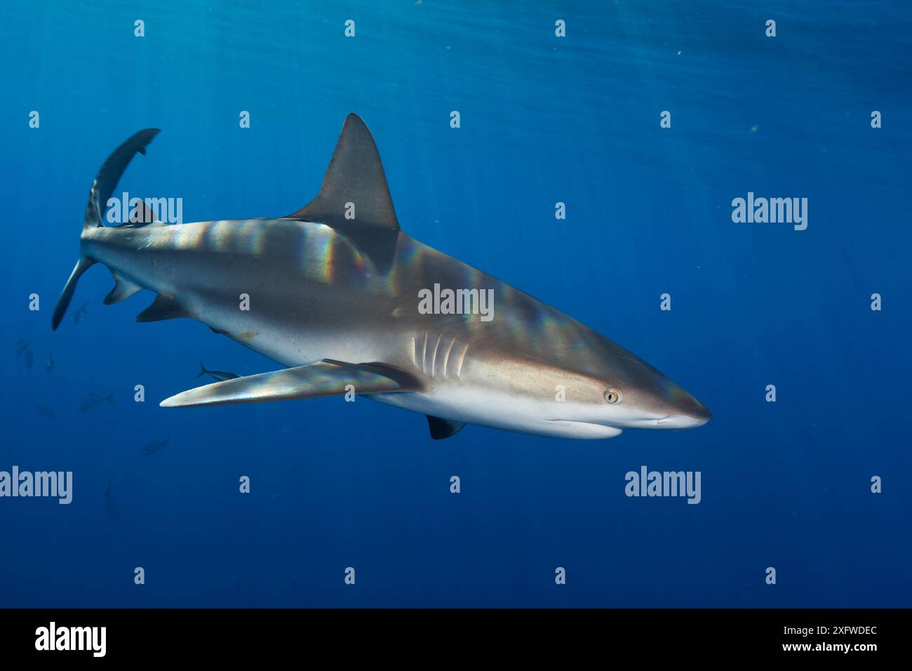 Caribbean reef shark (Carcharhinus perezi), Jardines de la Reina ...