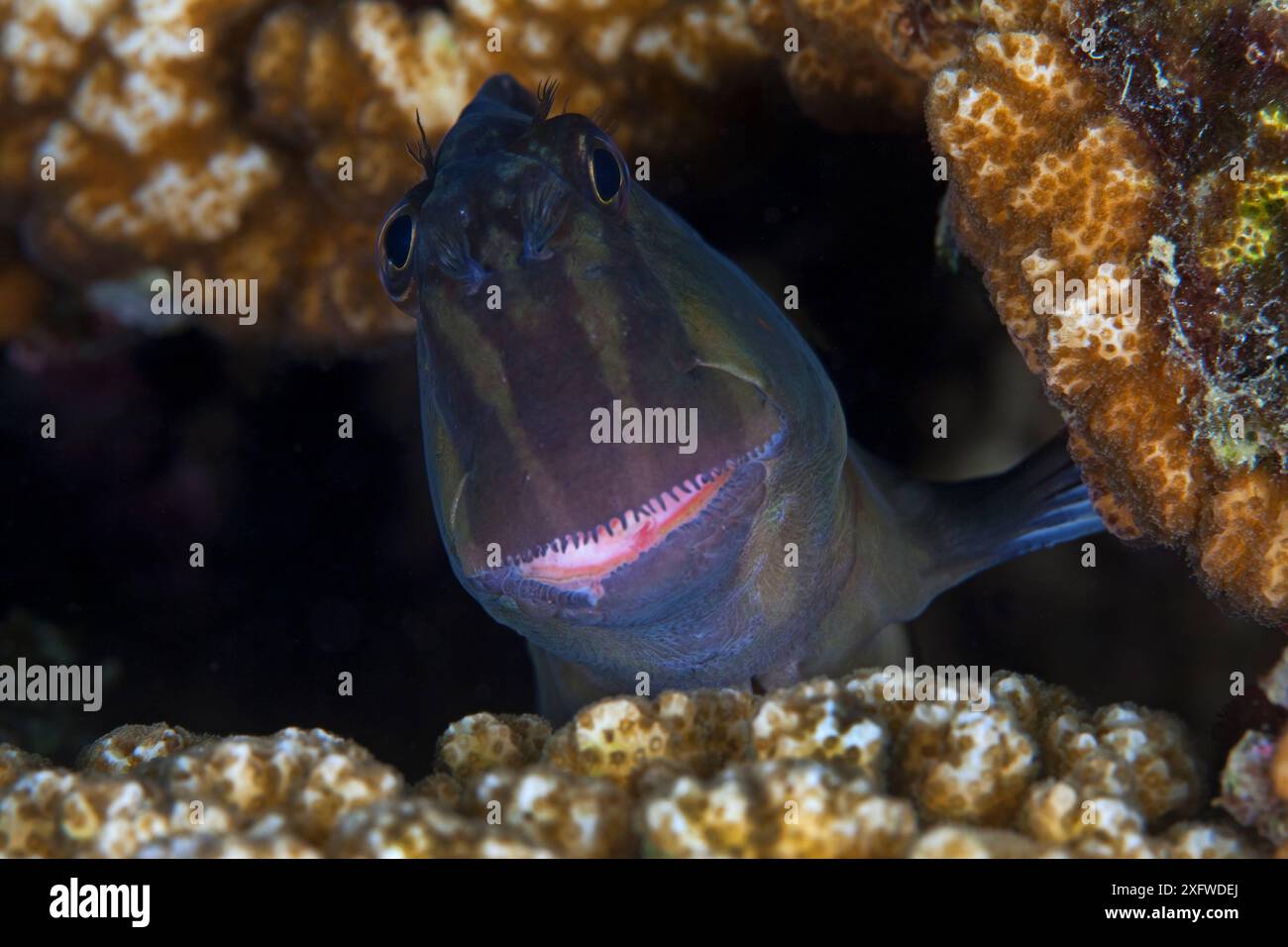 Panamic fanged blenny (Ophioblennius steindachneri), San Agustin Bay ...