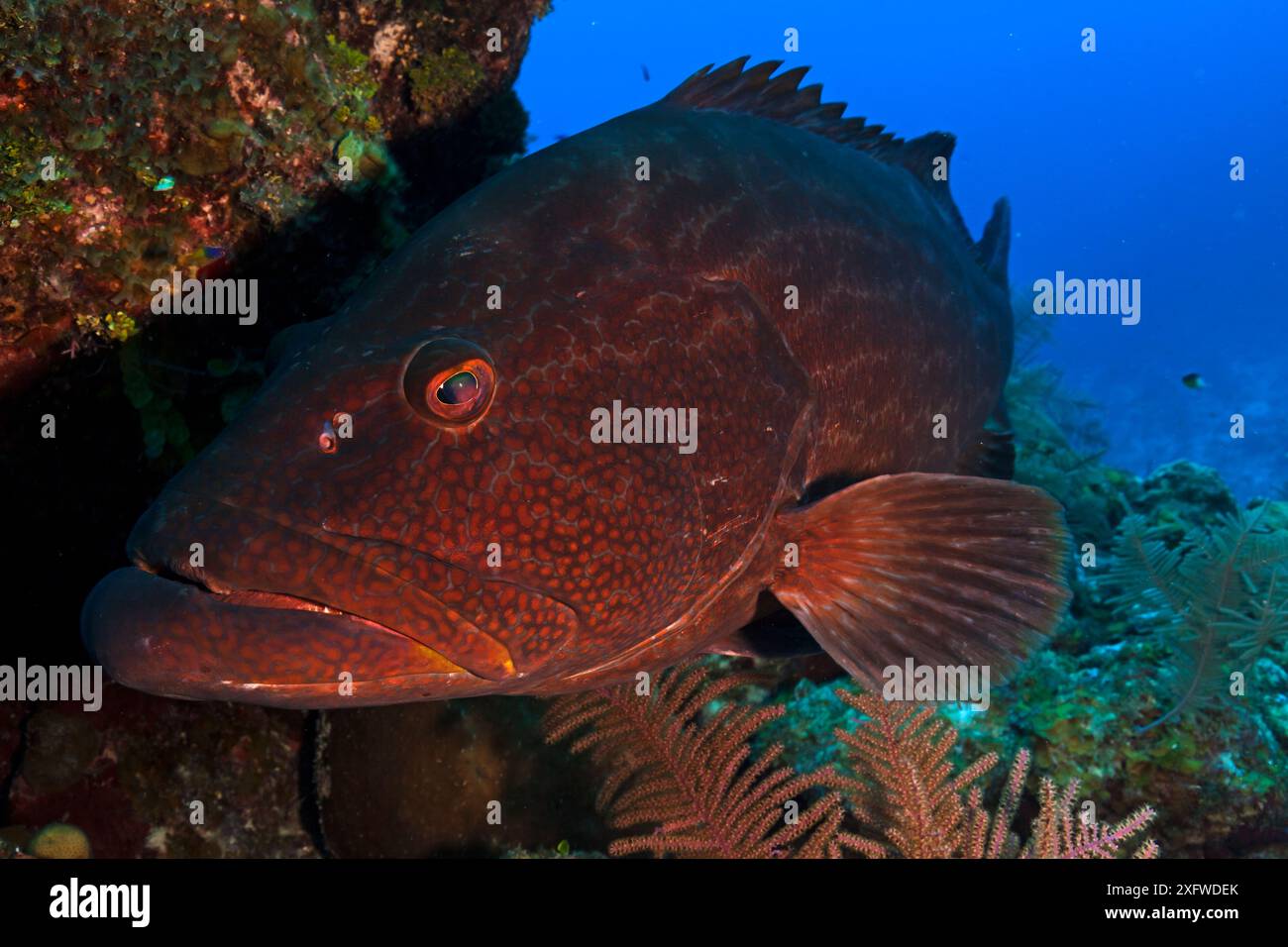 Queen Grouper Grouper Cuba Hi Res Stock Photography And Images Alamy