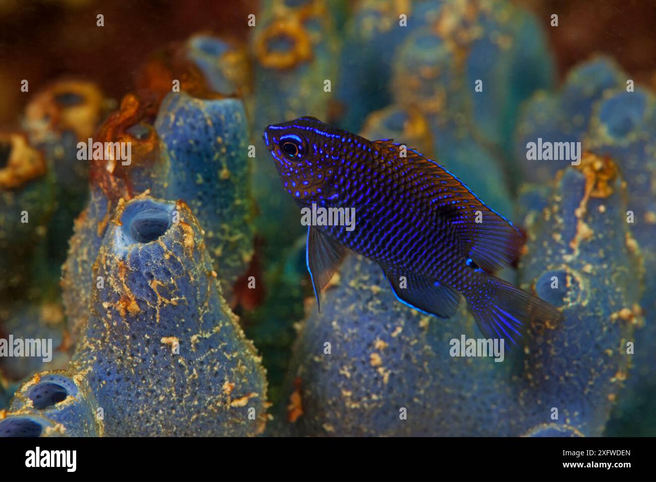 Acapulco damselfish (Stegastes acapulcoensis) juvenile with blue sponge ...