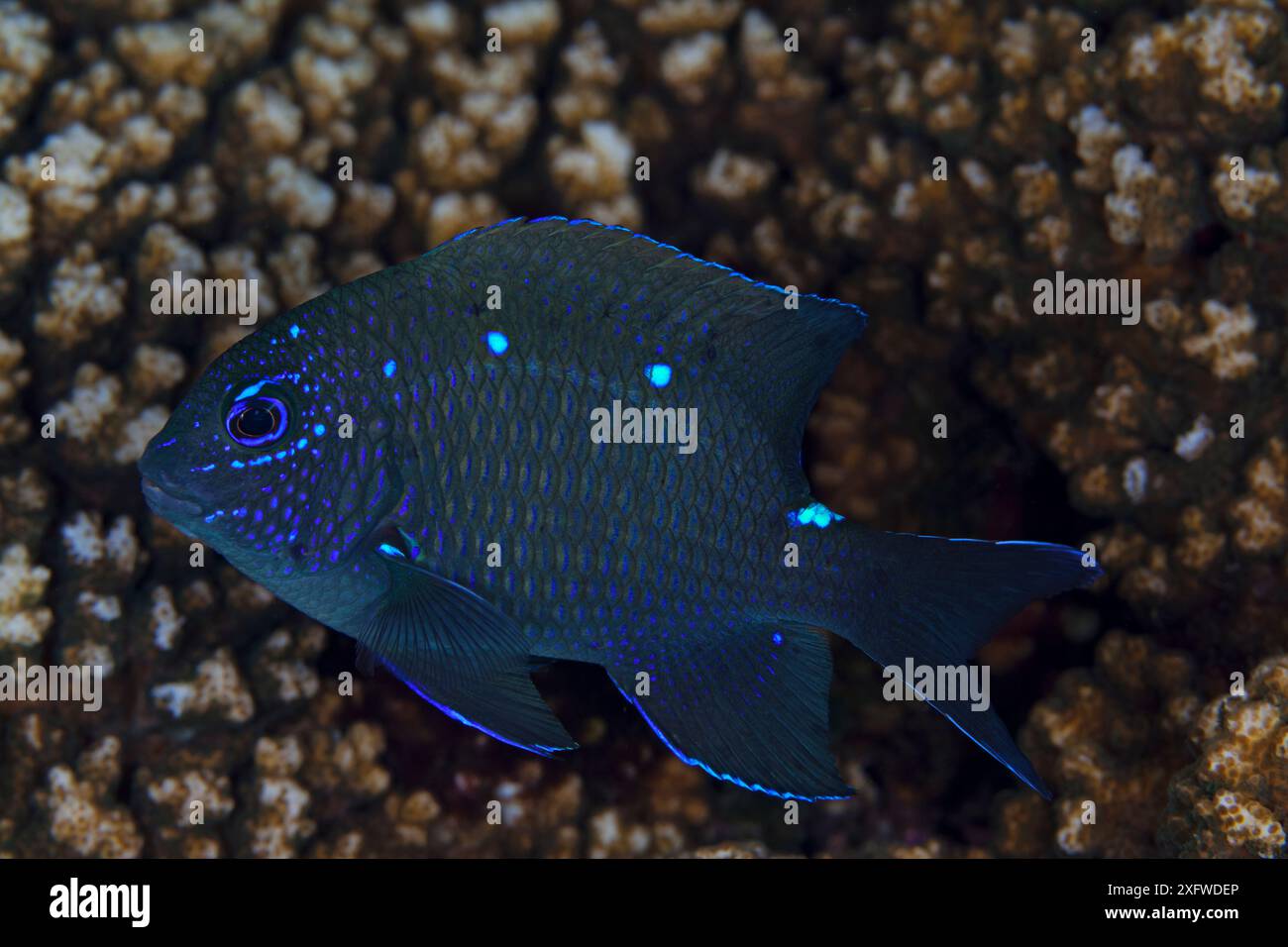 Giant damselfish (Microspathodon dorsalis) juvenile, San Agustin Bay ...