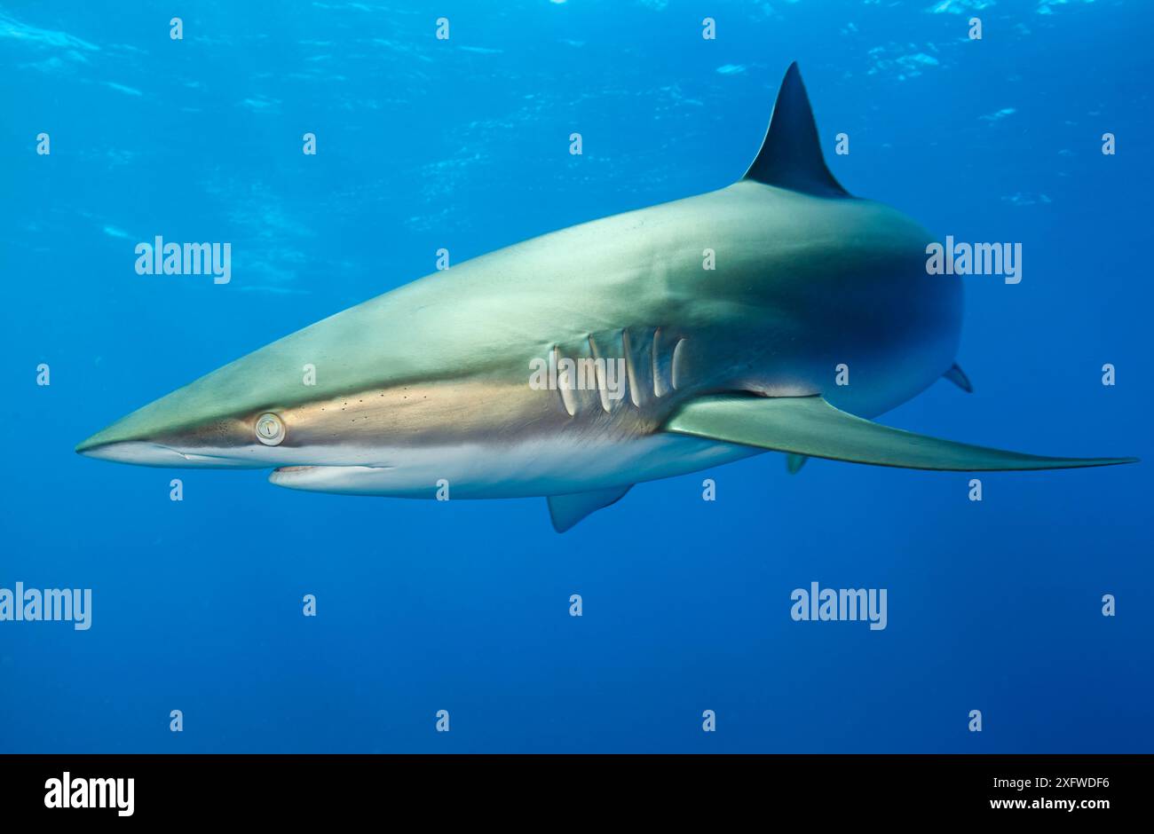 Silky Shark (Carcharhinus falciformis), Jardines de la Reina / Gardens ...
