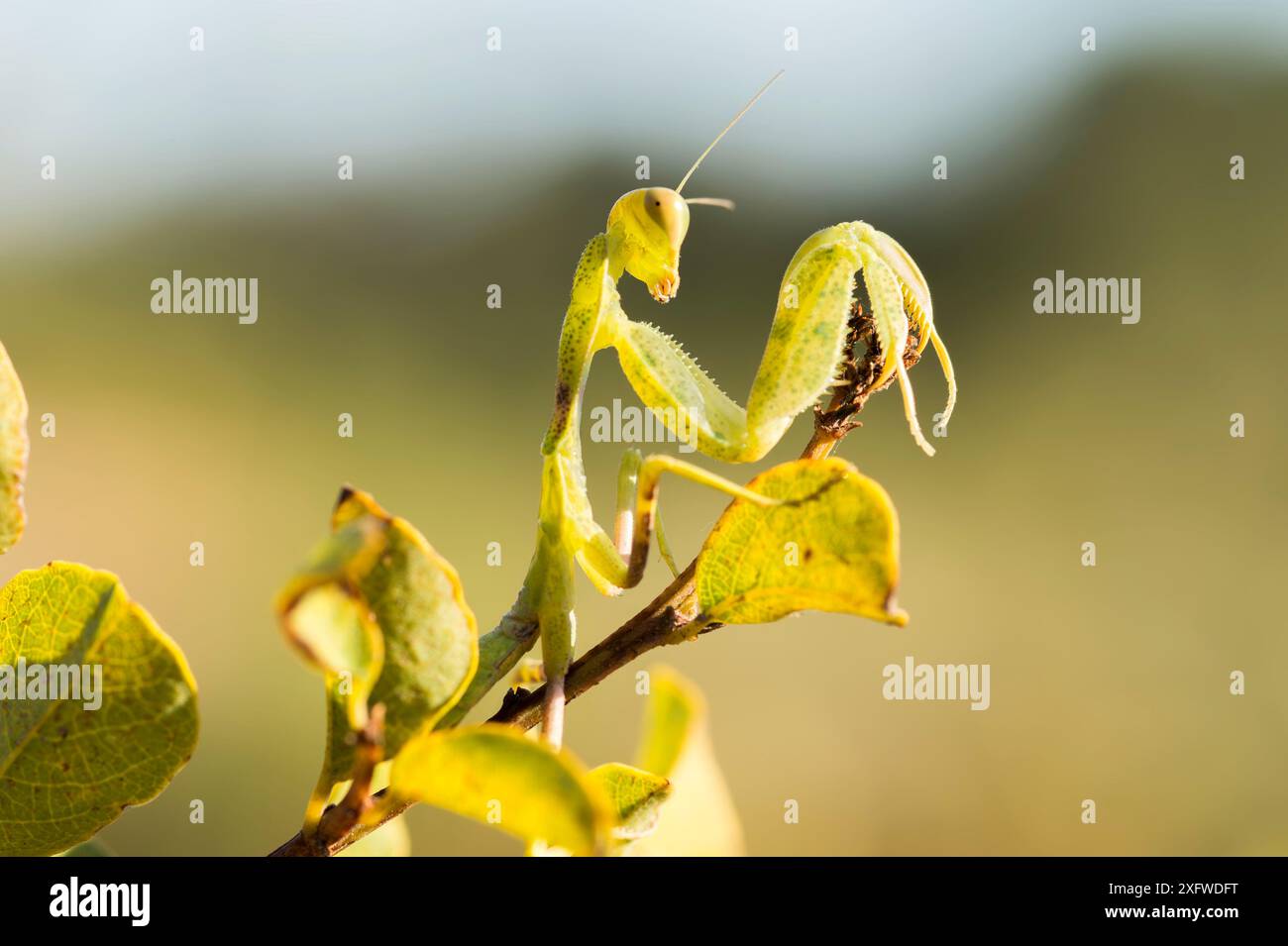 Preying animal hi-res stock photography and images - Alamy