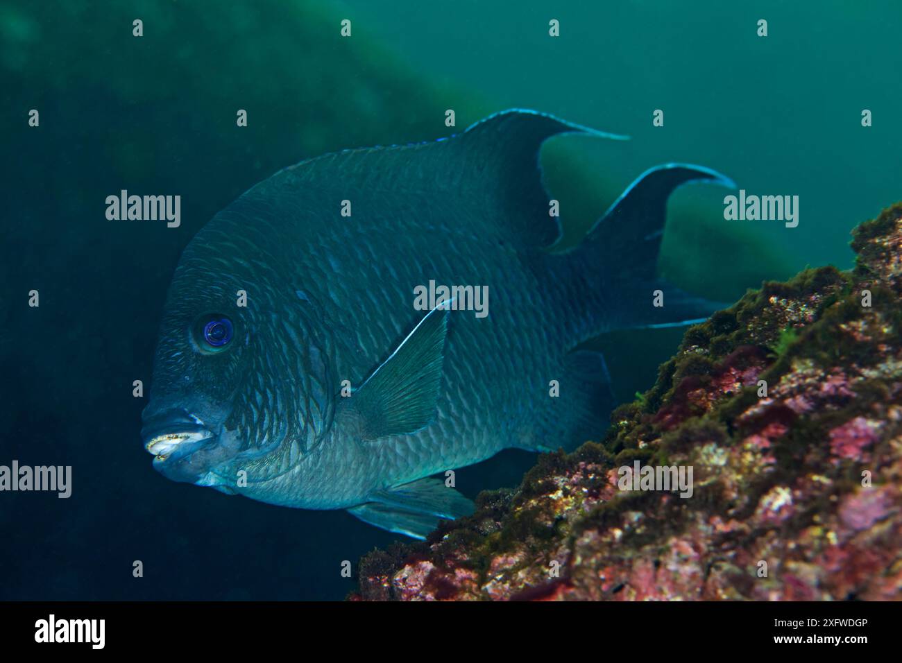 Giant damselfish (Microspathodon dorsalis), San Agustin Bay, Huatulco ...