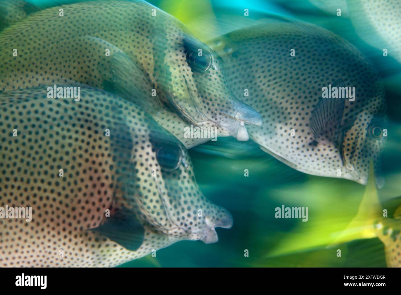 Yellowtail Surgeonfish (Prionurus punctatus) blurred motion, San ...