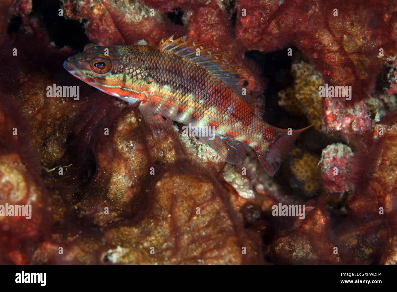 Barred serrano (Serranus psittacinus), San Agustin Bay, Huatulco Bays ...