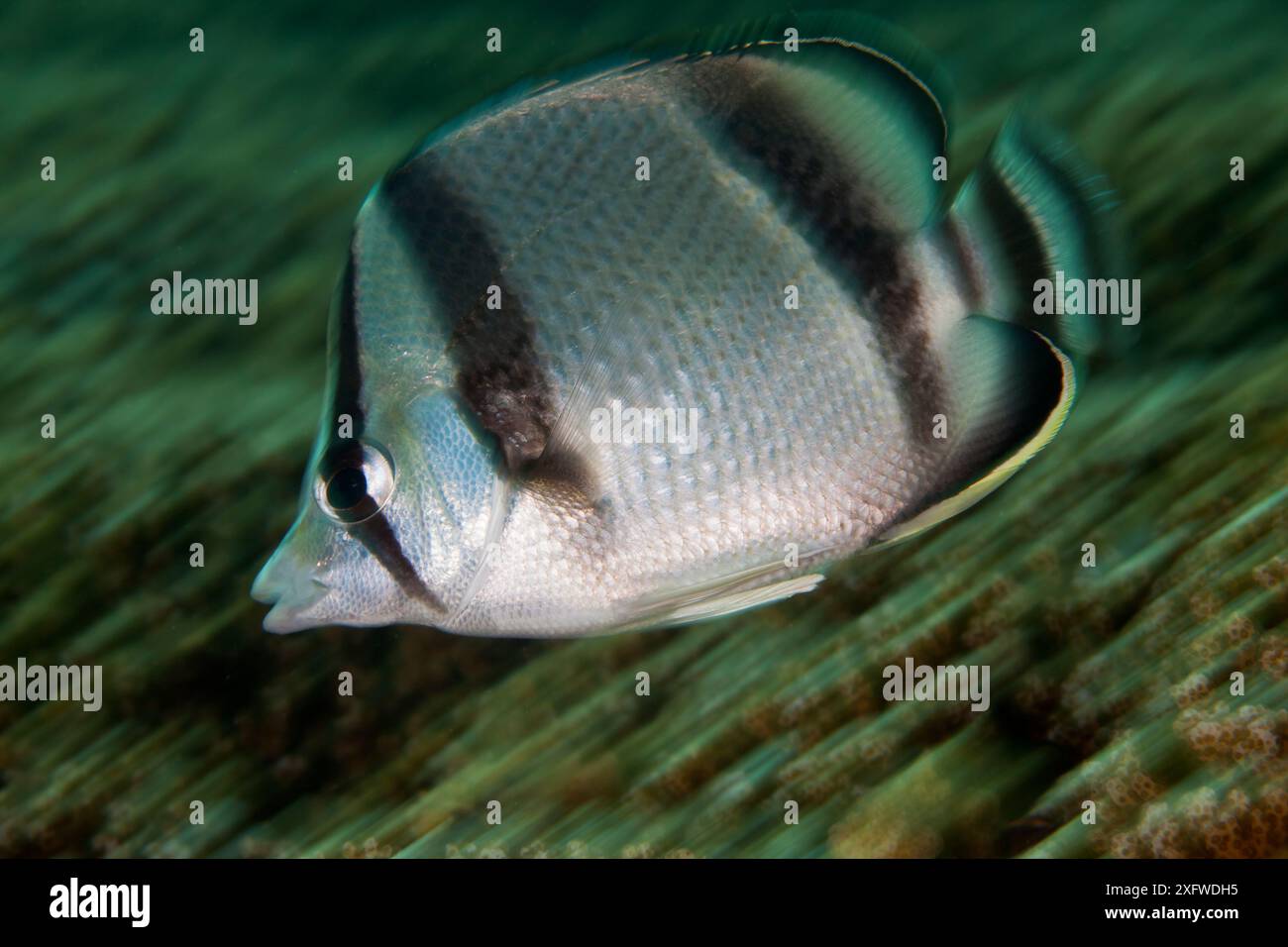 Threebanded butterflyfish (Chaetodon humeralis), San Agustin Bay ...