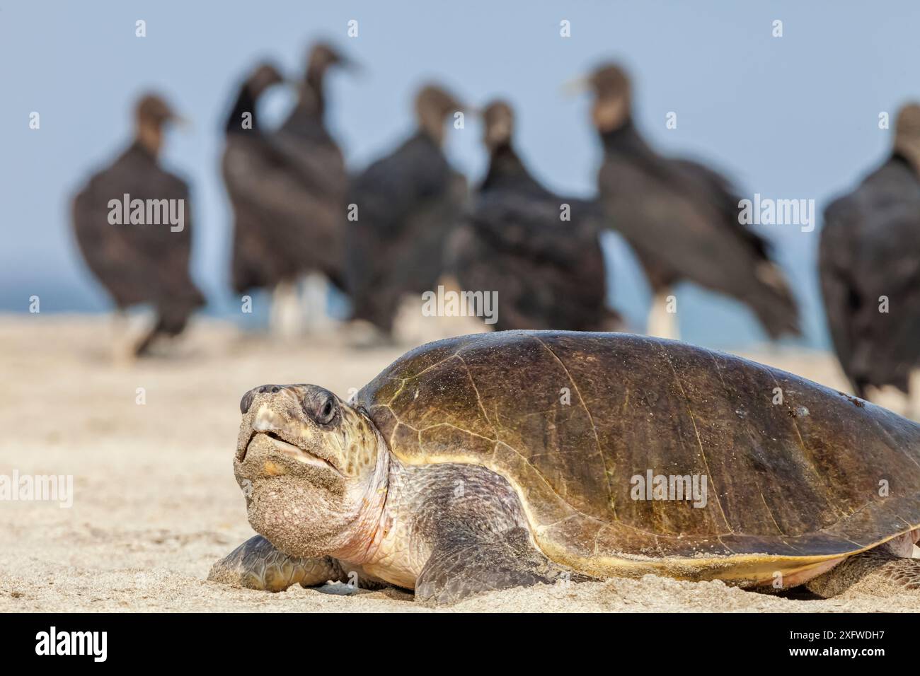 Olive ridley sea turtle (Lepidochelys olivacea) arriving to nest, with ...
