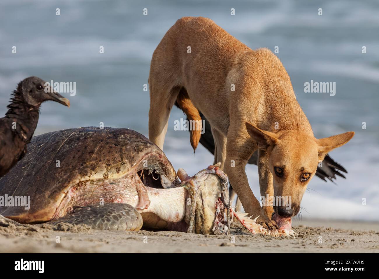 Feral Dog (Canis familiaris) feeding on an Olive Ridley Sea Turtle ...
