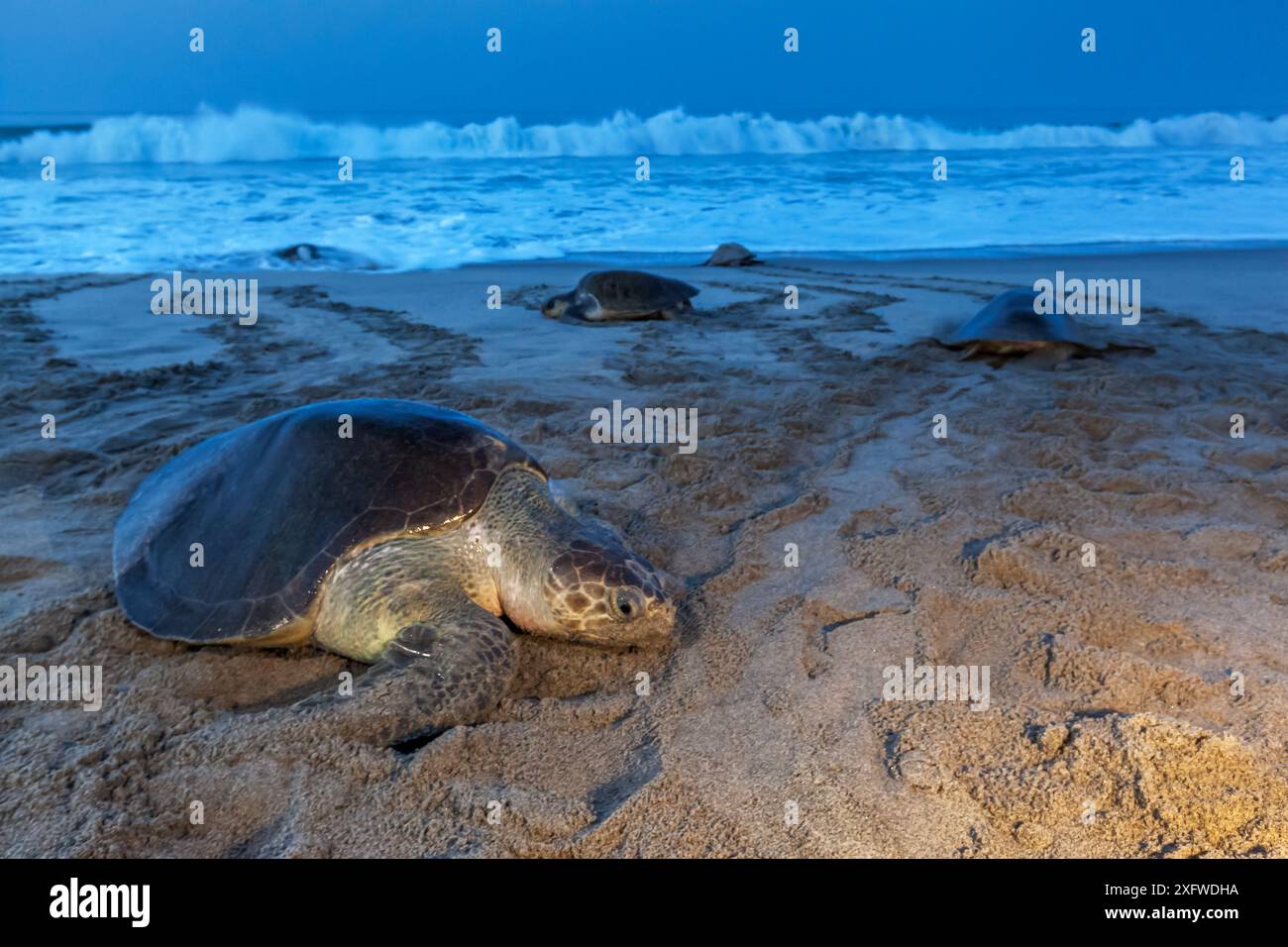Olive ridley sea turtle (Lepidochelys olivacea) arriving to nest ...