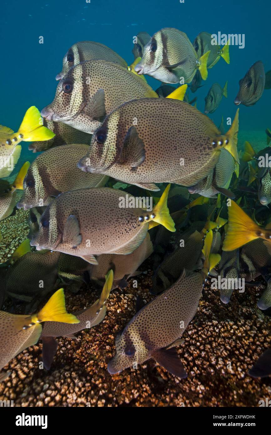 Yellowtail surgeonfish (Prionurus punctatus) grazing on the reef, San ...