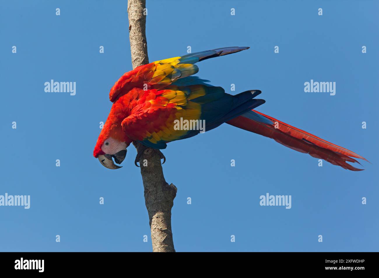 Scarlet Macaw (Ara macao), Scarlet Macaw reintroduction program ...