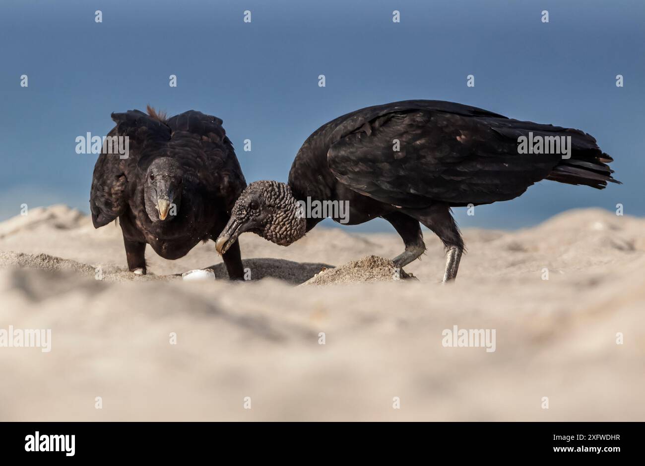 Olive ridley sea turtle eating hi-res stock photography and images - Alamy