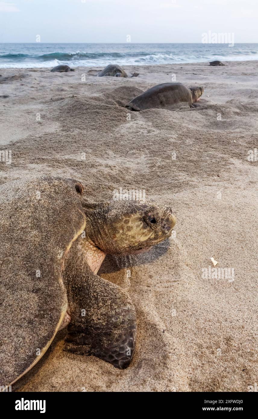 Olive ridley sea turtle (Lepidochelys olivacea) nesting, Arribada (mass ...