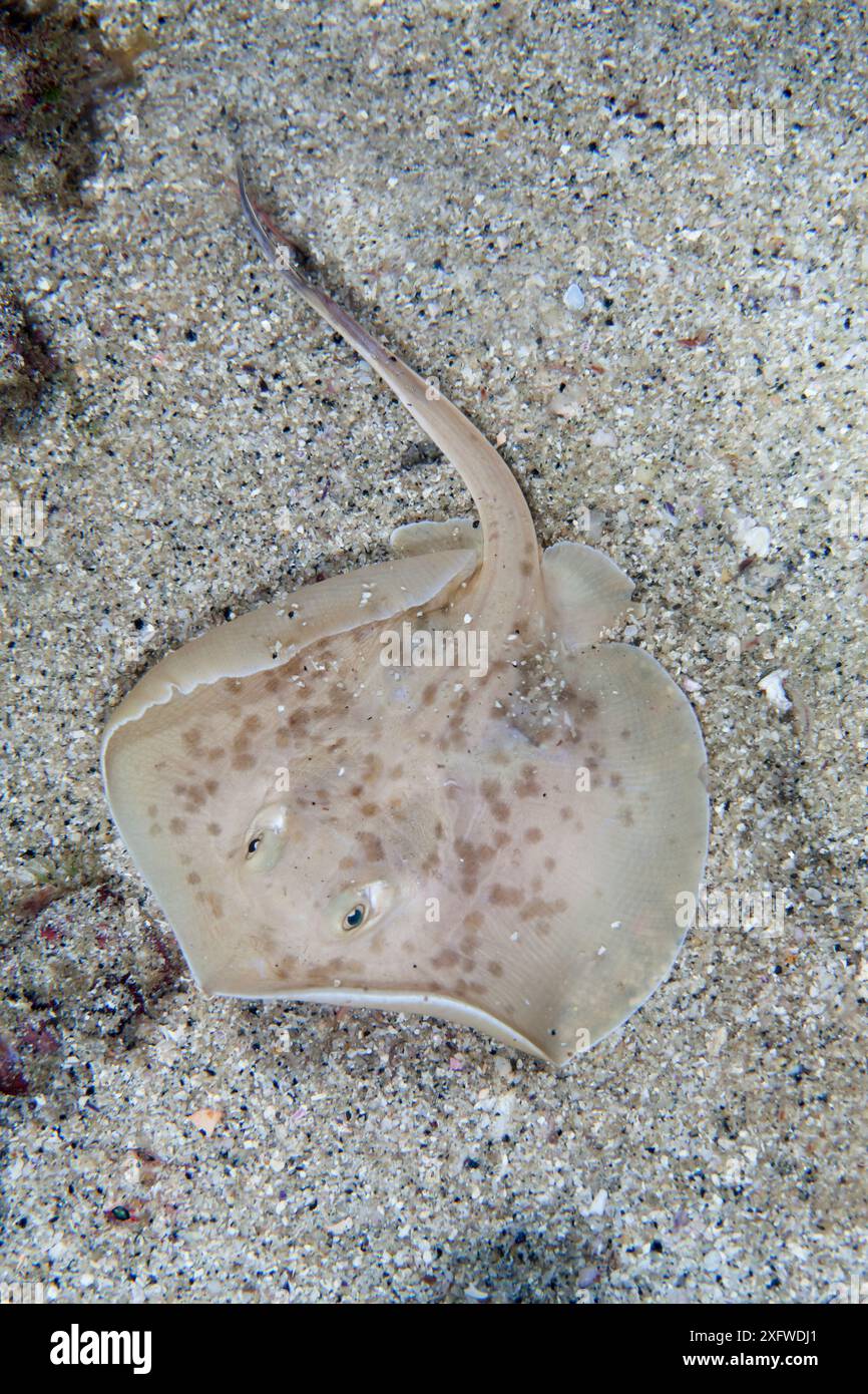 Thorny round stingray (Urotrygon chilensis), Punta Maguey, Huatulco ...