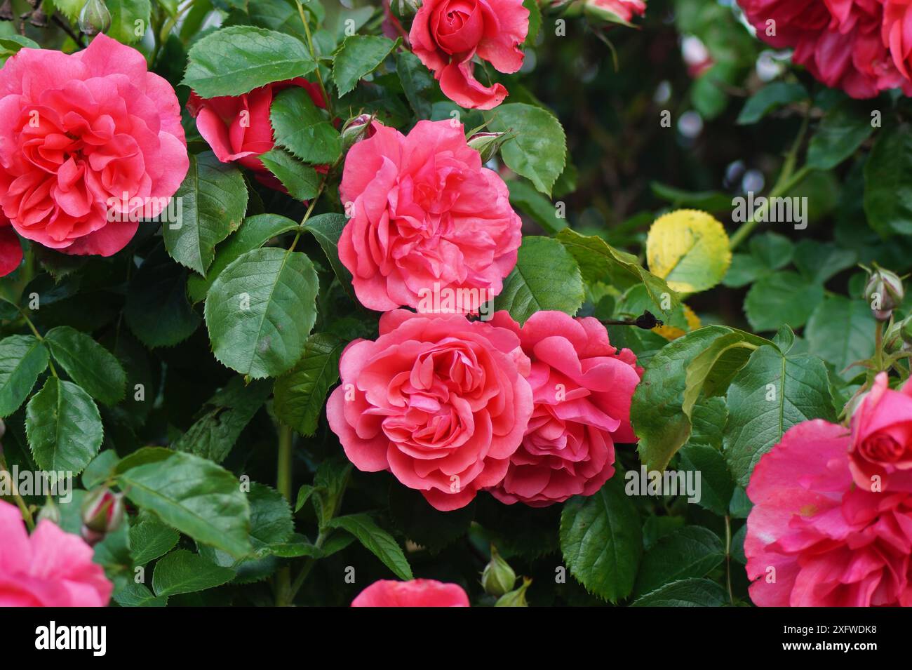 Red shrub rose garden hi-res stock photography and images - Alamy