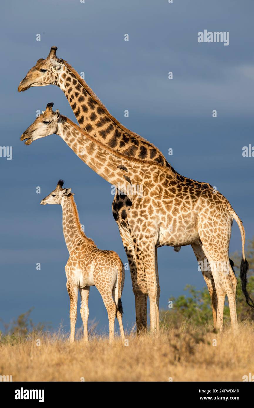 Giraffe family with young calf in South Africa Stock Photo - Alamy