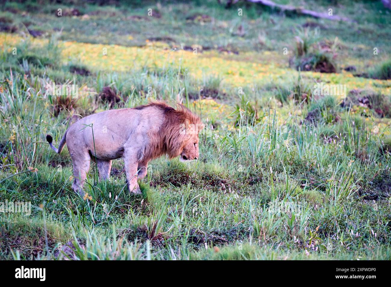 African lion (Panthera leo) male escaping from charging Cape buffalo ...