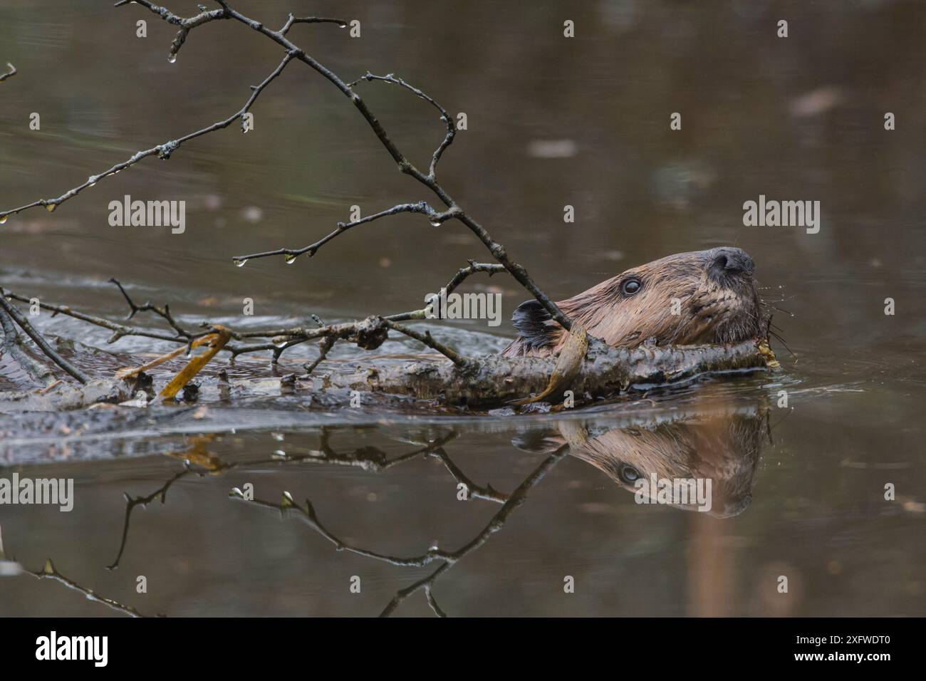 North American beaver (Castor canadensis) swimming carrying branch to ...