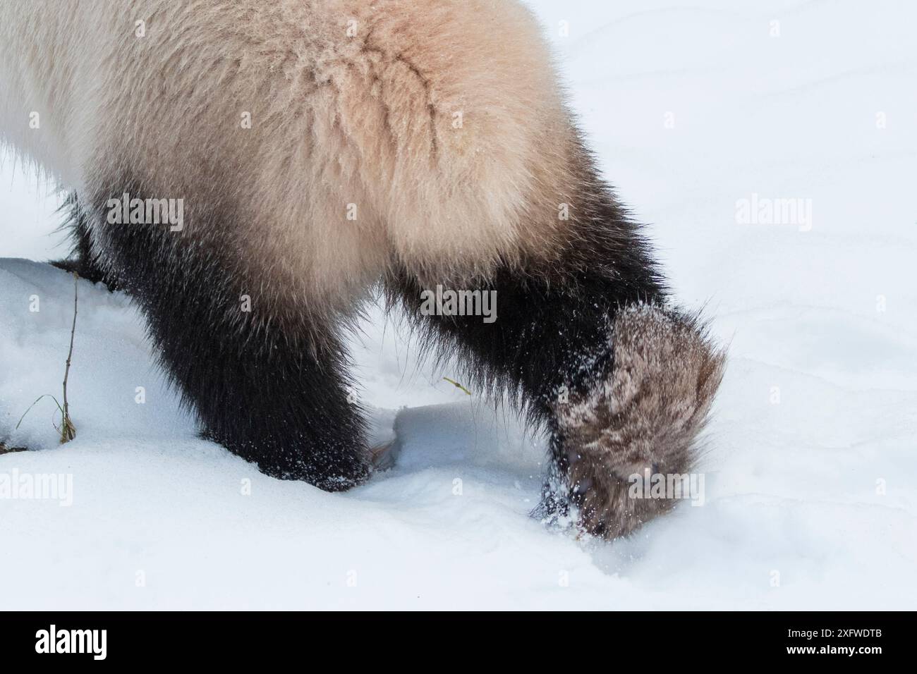 Giant panda (Ailuropoda melanoleuca) close up of feet whilst walking in ...