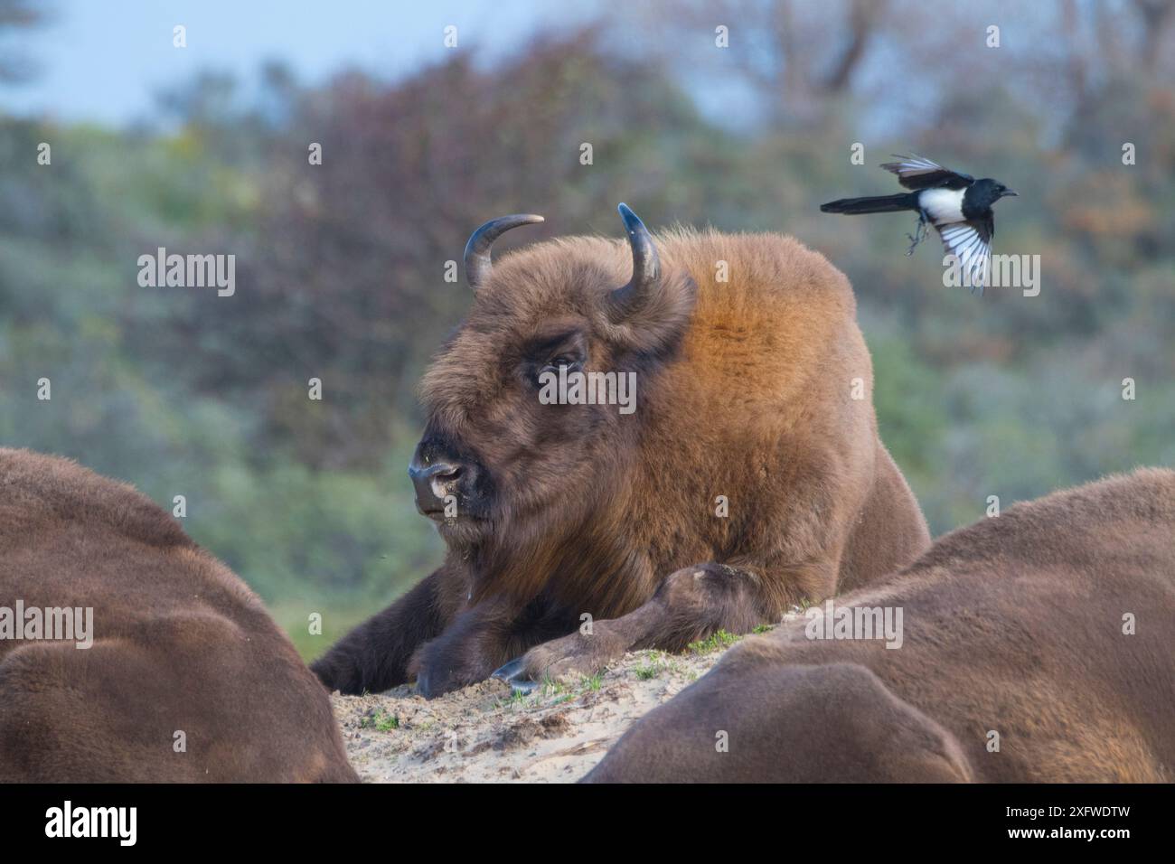 Reintroduced bird species hi-res stock photography and images - Alamy