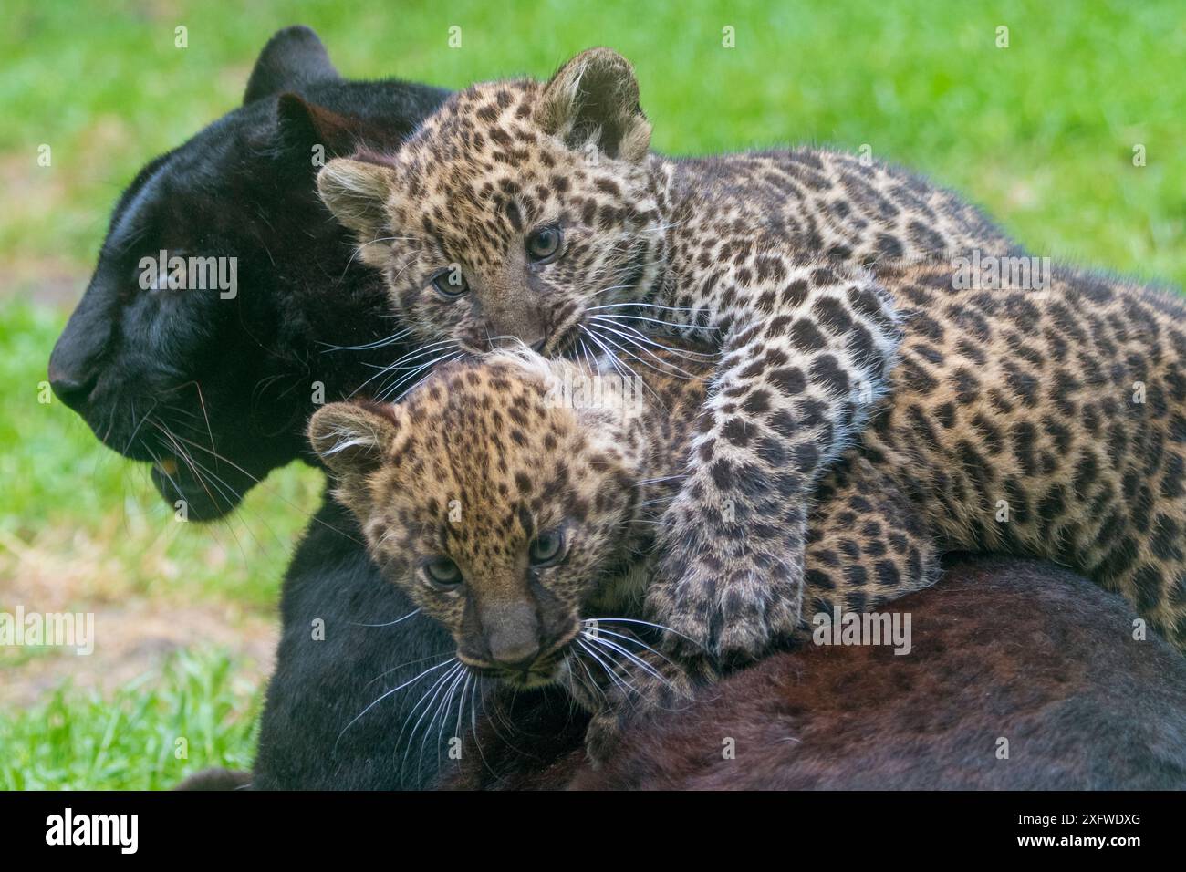 Black panther / melanistic Leopard (Panthera pardus) female with normal spotted cubs playing ...