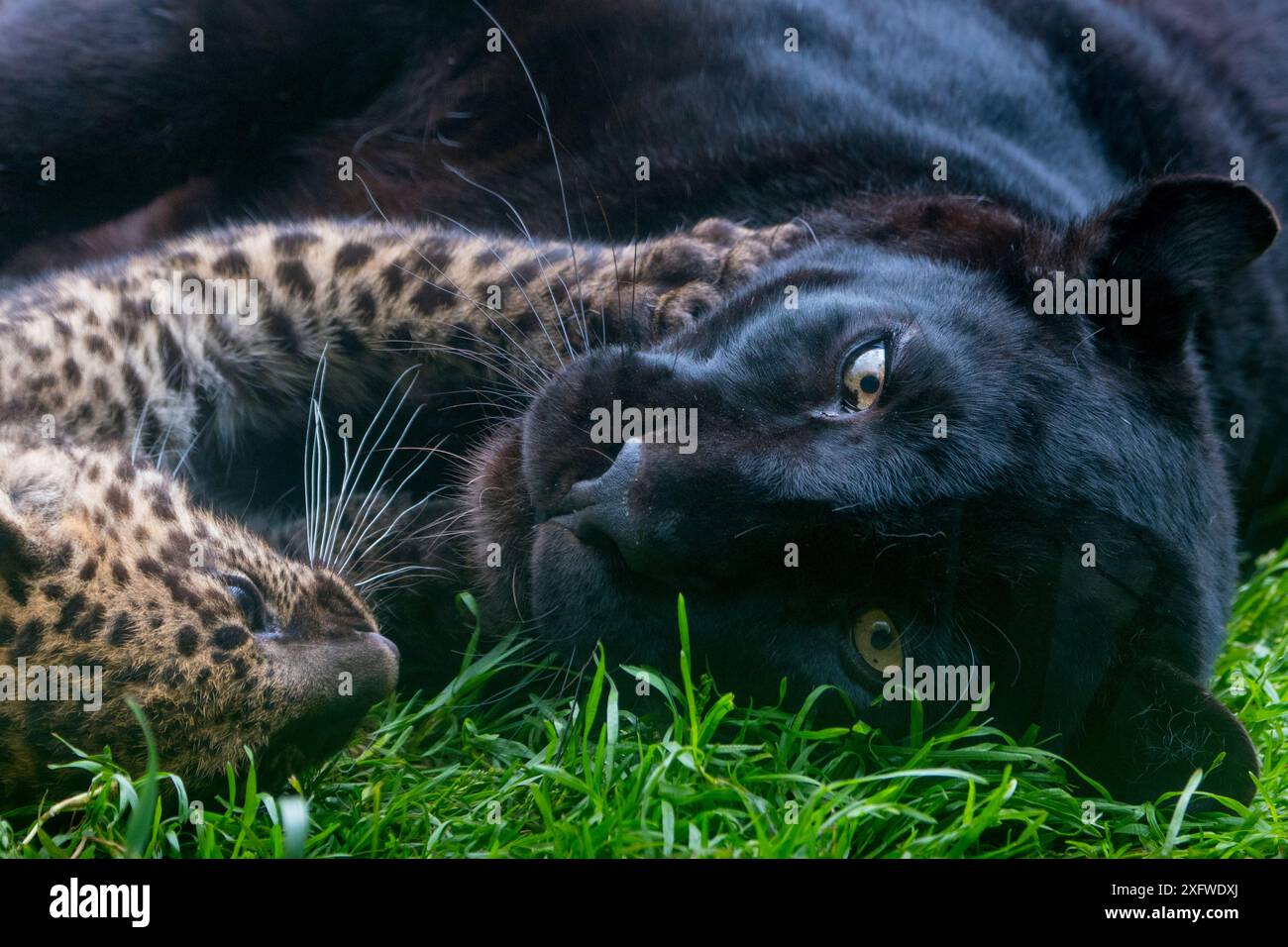 Black panther / melanistic Leopard (Panthera pardus) female resting ...